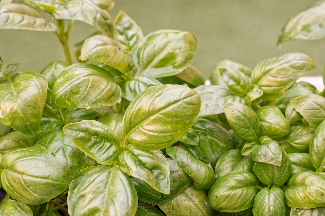Growing Food At Home - Vegetables For All