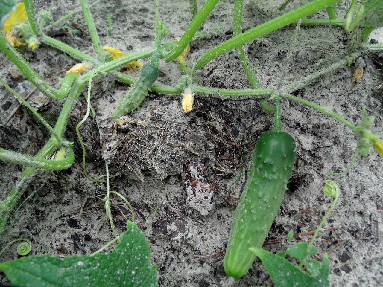 Climbing Vegetable Plants - Vegetables For All