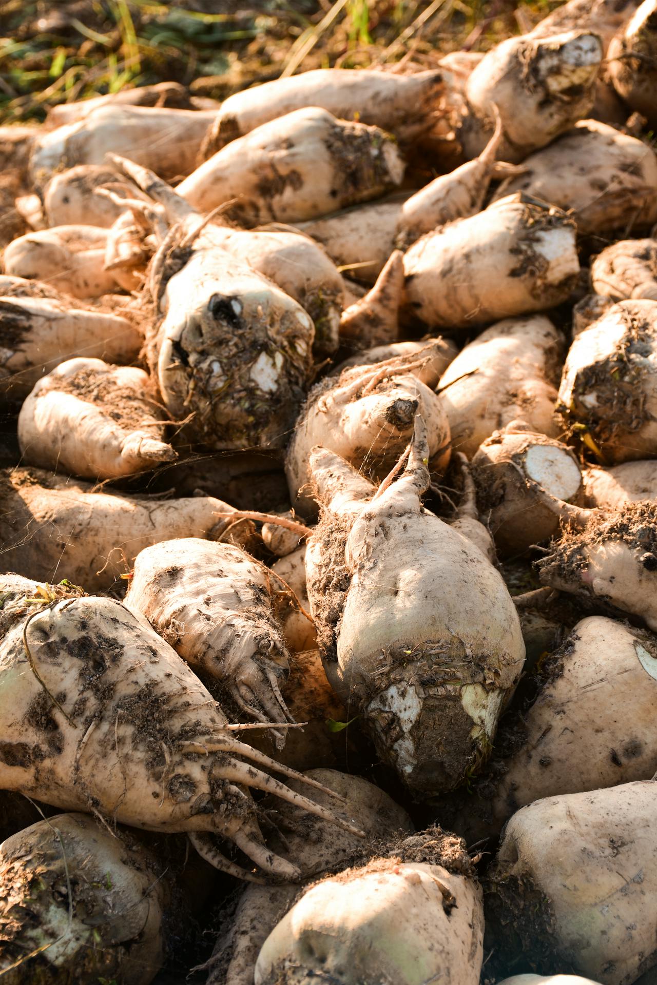 The Reward of Sugar Beets - Vegetables For All