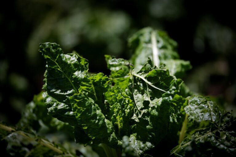 Feed the Poor with Blemished Produce - Vegetables For All